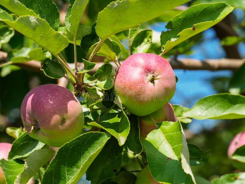 1,496 Unripe Apples Tree Stock Photos - Free & Royalty-Free Stock ...