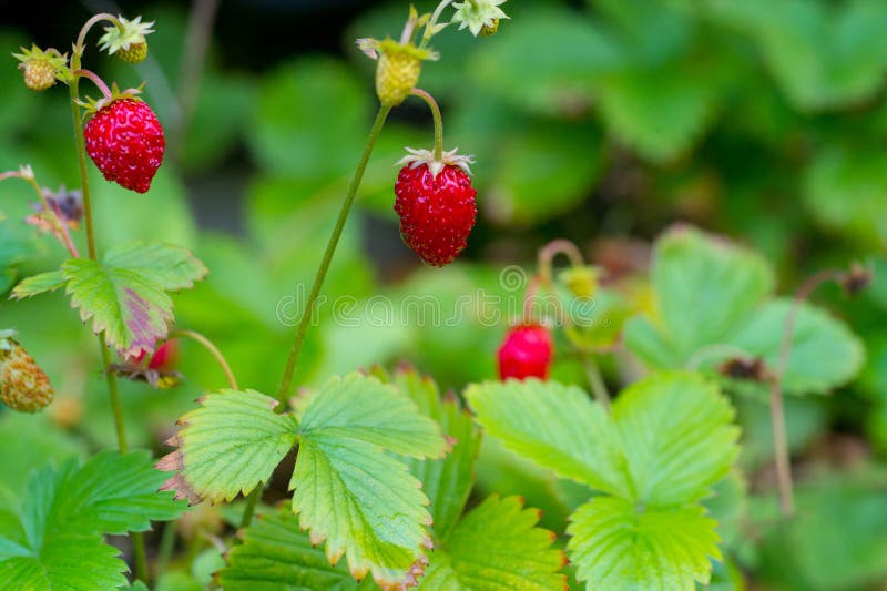 Red and Unripe Wild Strawberry on Bush Stock Image - Image of leaf ...