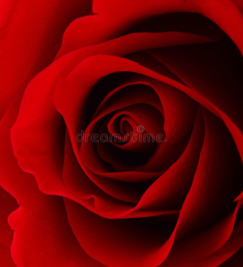 Red valentine rose stock photo. Image of flower, decoration - 7073726