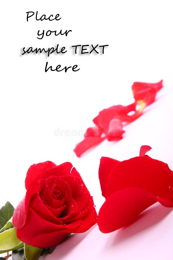 Red valentine rose stock photo. Image of decoration, plant - 7073824