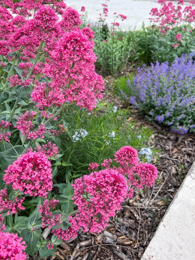Red Valerian (Centranthus Ruber Stock Image - Image of tree, flower ...