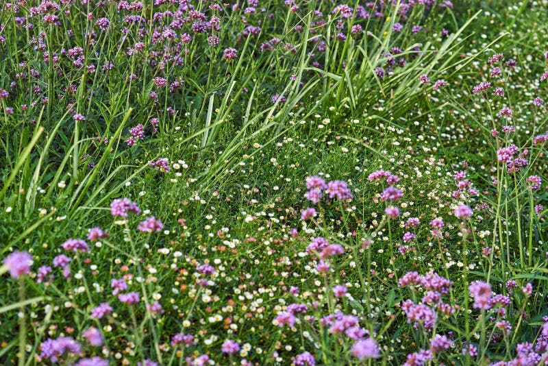Red Valerian or Centranthus Ruber Flowering Plants on the Rocks Stock ...