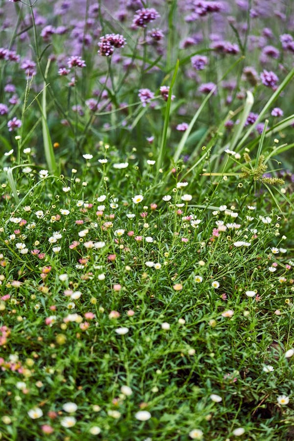 Red Valerian or Centranthus Ruber Flowering Plants on the Rocks Stock ...