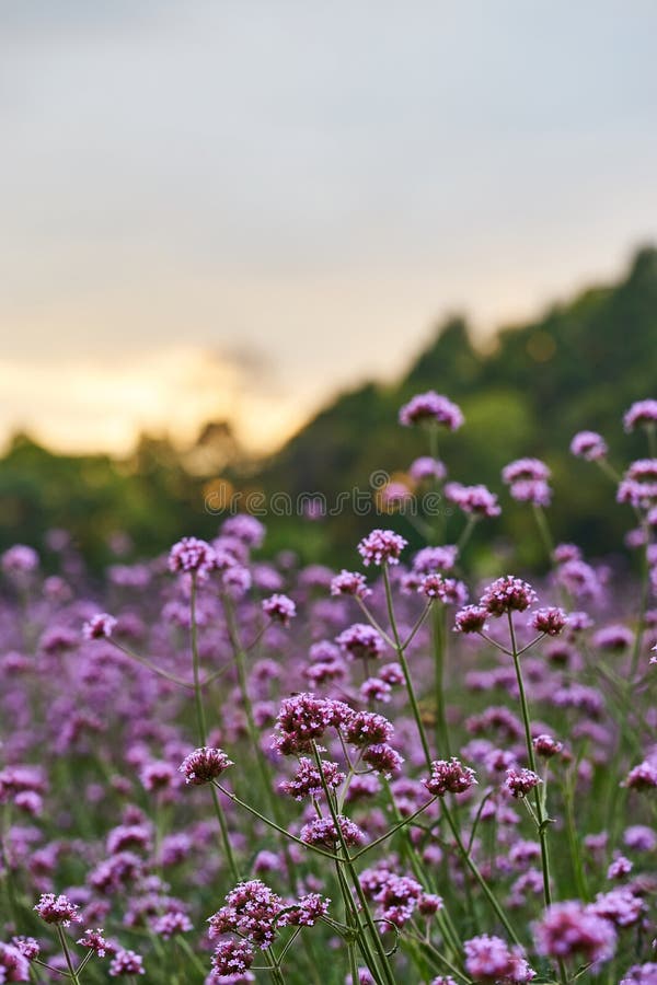 Red Valerian or Centranthus Ruber Flowering Plants on the Rocks Stock ...