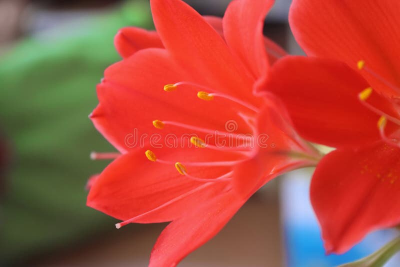 Red Vallota Flowers. Close Up View Stock Photo - Image of background ...