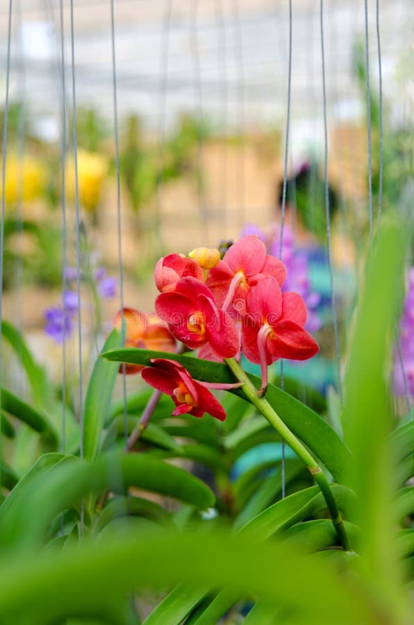 Red Vanda orchid. stock image. Image of botanical, flower - 80215483