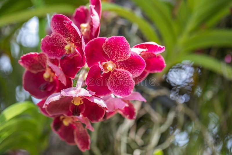 Red Vanda Orchid Flowers in the Garden Stock Image - Image of white ...