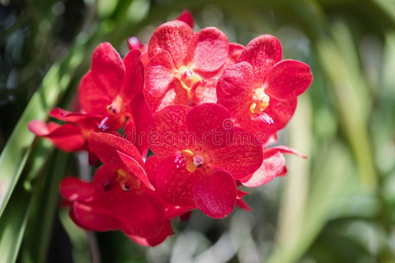 Red Vanda Orchid Flowers in the Garden Stock Image - Image of white ...