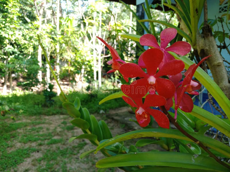 Red Vanda,red Orchid in the Garden Stock Image - Image of botanical ...