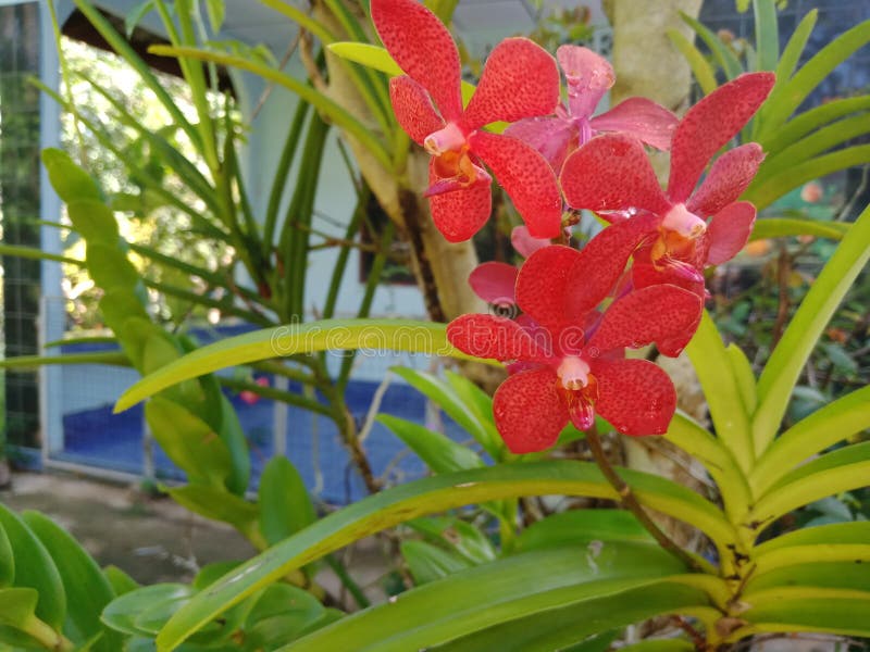 Red Vanda,red Orchid in the Garden Stock Image - Image of plant ...