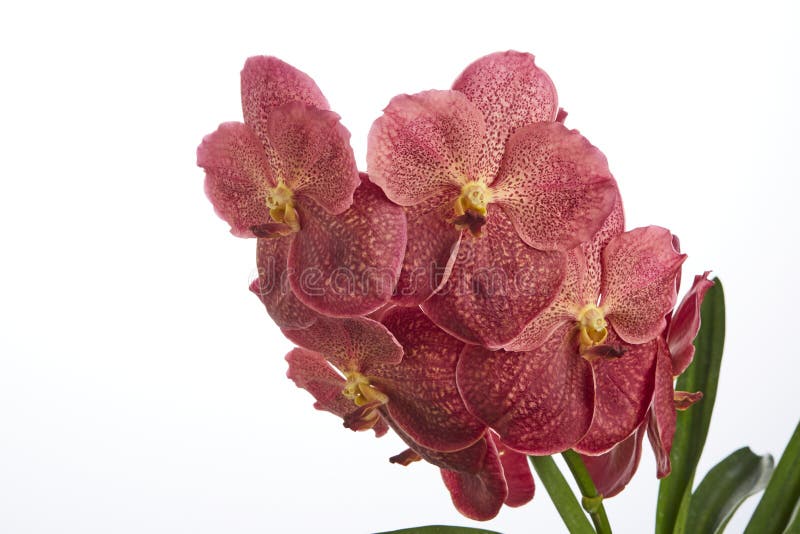 Red Vanda Orchid on White Background Stock Photo - Image of gift, fresh ...