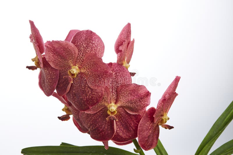 Red Vanda Orchid on White Background Stock Image - Image of flower ...
