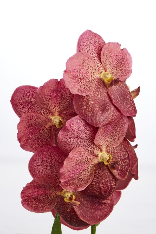 Red Vanda Orchid on White Background Stock Image - Image of exotic ...