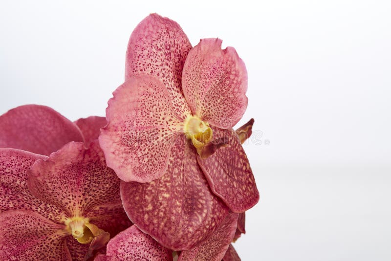 Red Vanda Orchid on White Background Stock Photo - Image of flower ...
