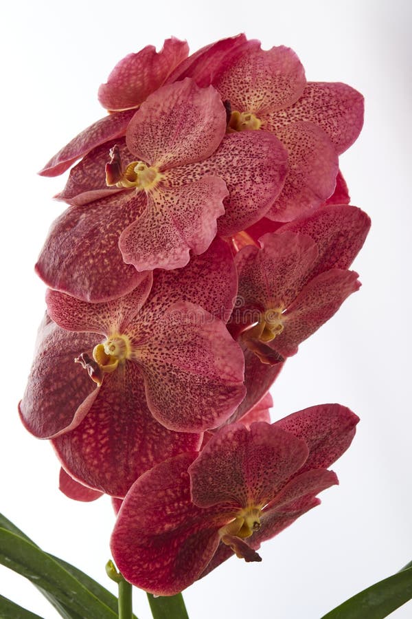 Red Vanda Orchid on White Background Stock Photo - Image of decorative ...