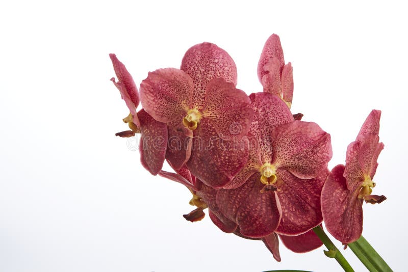 Red Vanda Orchid on White Background Stock Photo - Image of garden ...