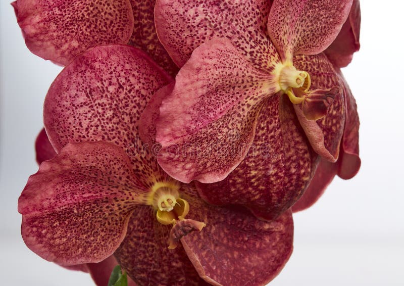Red-Purple Orchid Flower - Vanda Stock Image - Image of outdoor, exotic ...