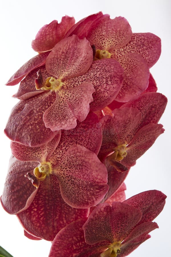 Red Vanda Orchid on White Background Stock Image - Image of color ...