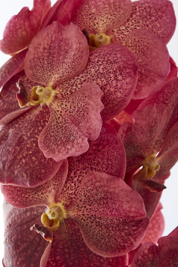 Red Vanda Orchid on White Background Stock Image - Image of flora ...