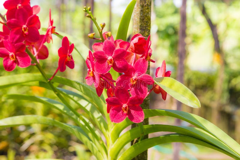 Red Vanda Orchids in the Garden Stock Photo - Image of beautiful ...