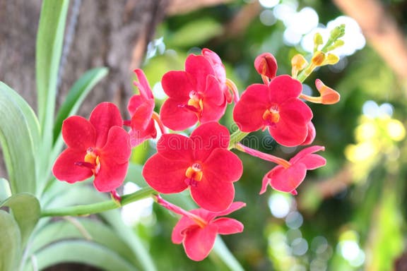 Red vanda stock image. Image of natural, vanda, orchid - 51285359