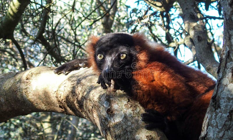 Red Vari Lemur stock image. Image of animal, wild, lemur - 136905555