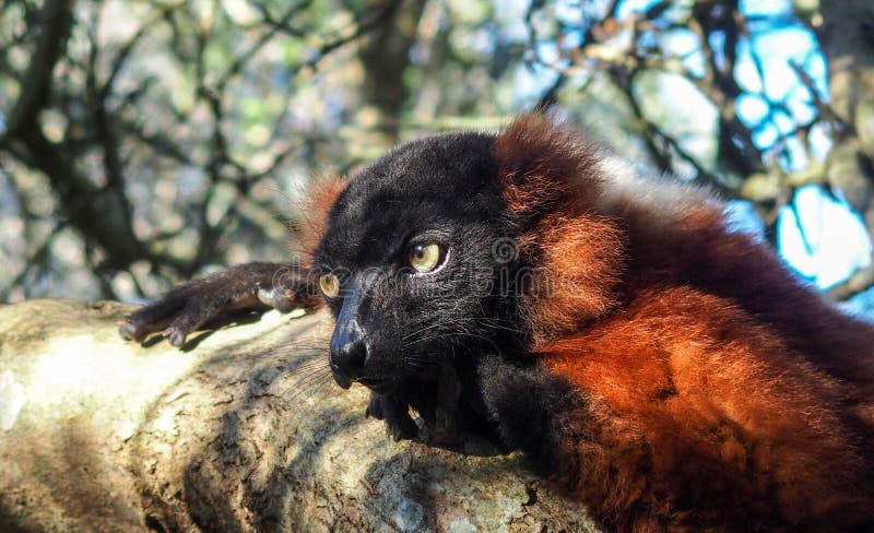 Red Vari Lemur stock photo. Image of animal, wildlife - 136905554