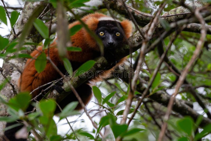 Vari lemur stock image. Image of prosimian, crepuscular - 17465477