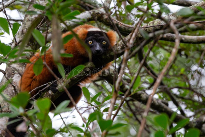 Vari lemur stock image. Image of prosimian, crepuscular - 17465477