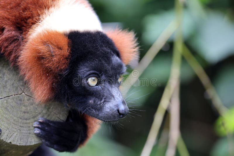 Red Vari Lemur (Varecia Rubra) Stock Image - Image of green, black ...