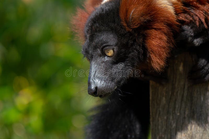 261 Vari Red Stock Photos - Free & Royalty-Free Stock Photos from ...