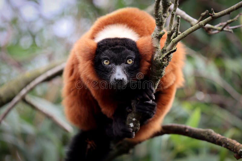 Red Vari (Varecia rubra) stock image. Image of primate - 275859833