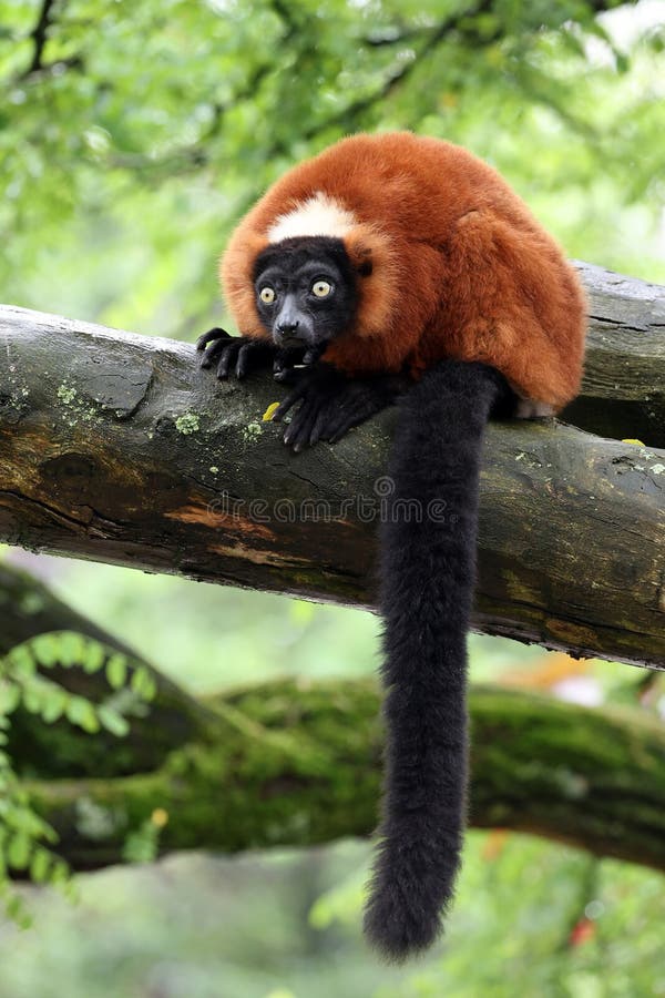 Red Vari (Varecia rubra) stock photo. Image of green - 329688712
