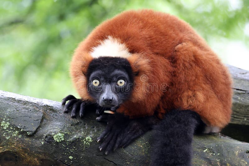Red Vari (Varecia rubra) stock image. Image of beautiful - 329688715