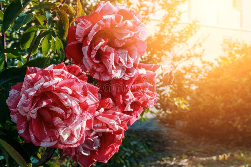 Red Variegated Rose in the Sunset. Pink with White Dots Rose Flowers at ...