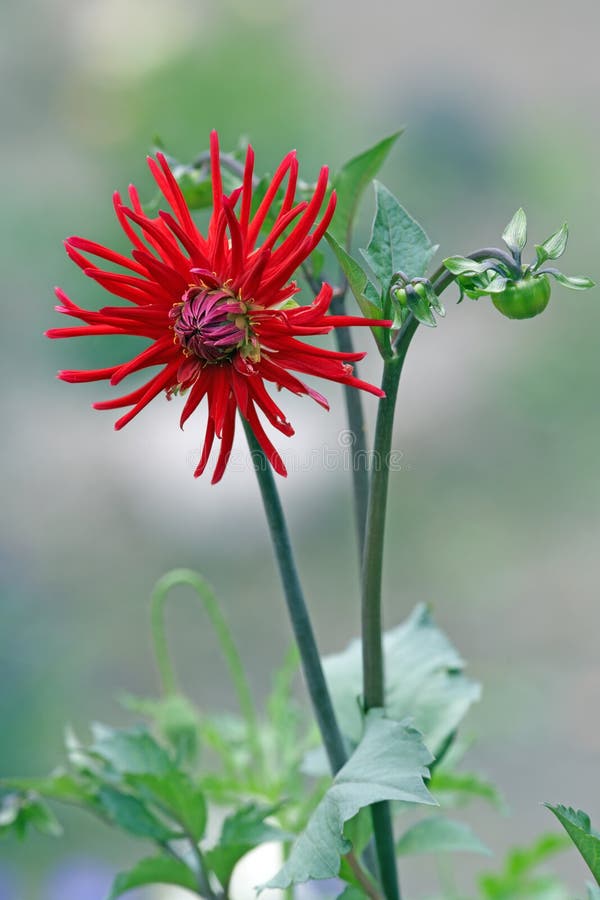 Red variety dahlia stock photo. Image of dahlia, nature - 34946514