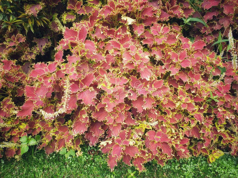 Red Vegetation of Red Leaf from Coleus Chocolate COvered Cherry Stock ...