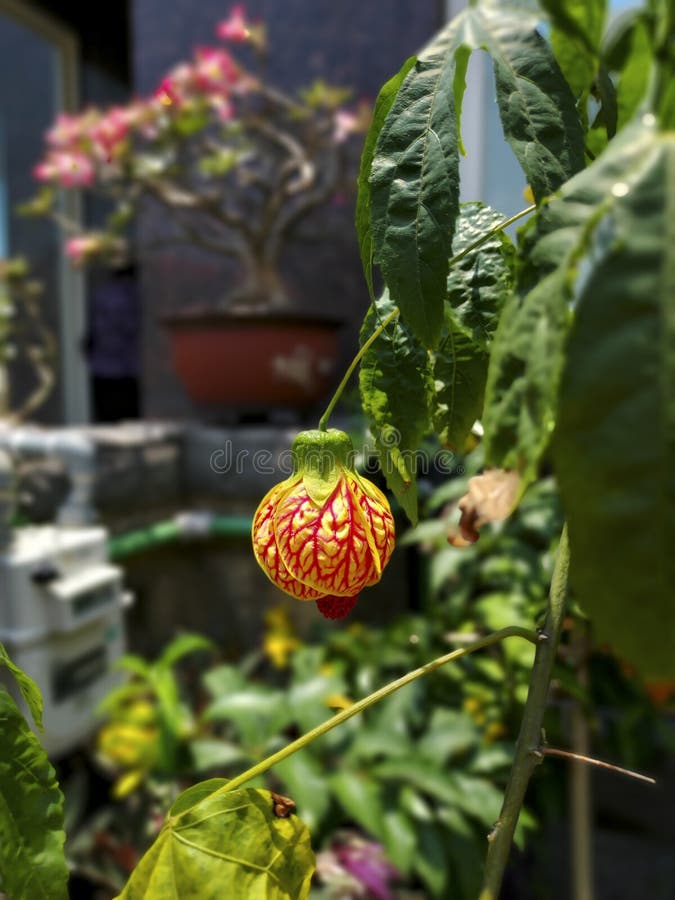 Red-veined Abutilon, Striped Abutilon, Abutilon Striatum Dickson. Stock ...