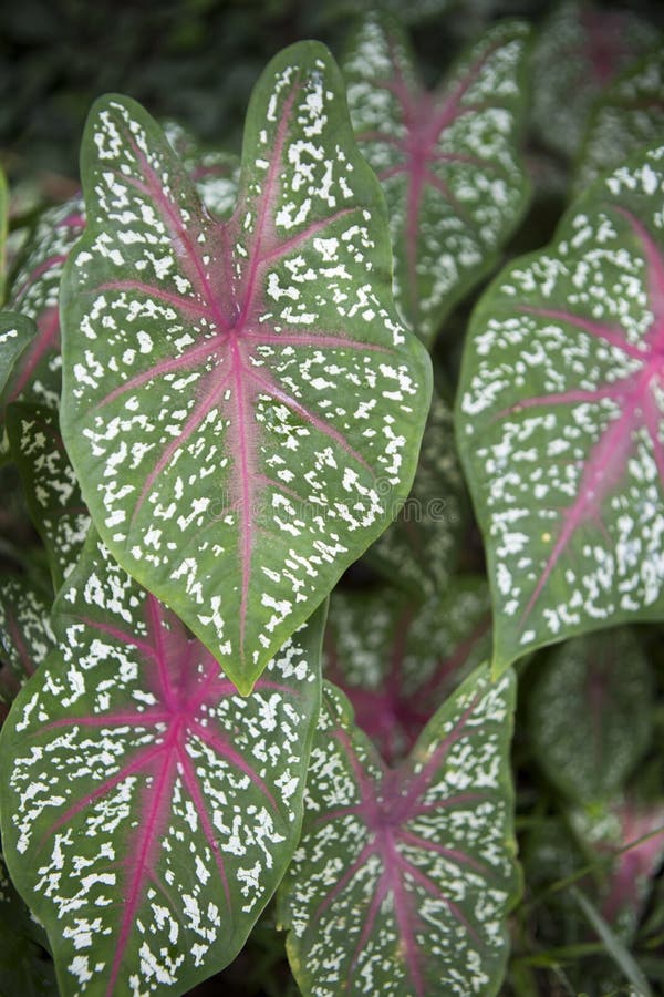 Red veined Caladium plant stock photo. Image of flower - 91218018