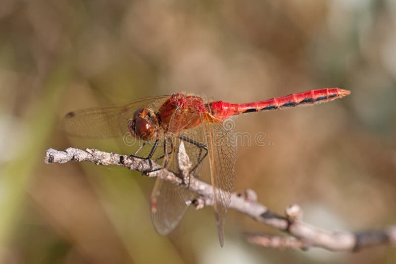 Red Veined Darter stock photo. Image of arthropoda, anisoptera - 26214272