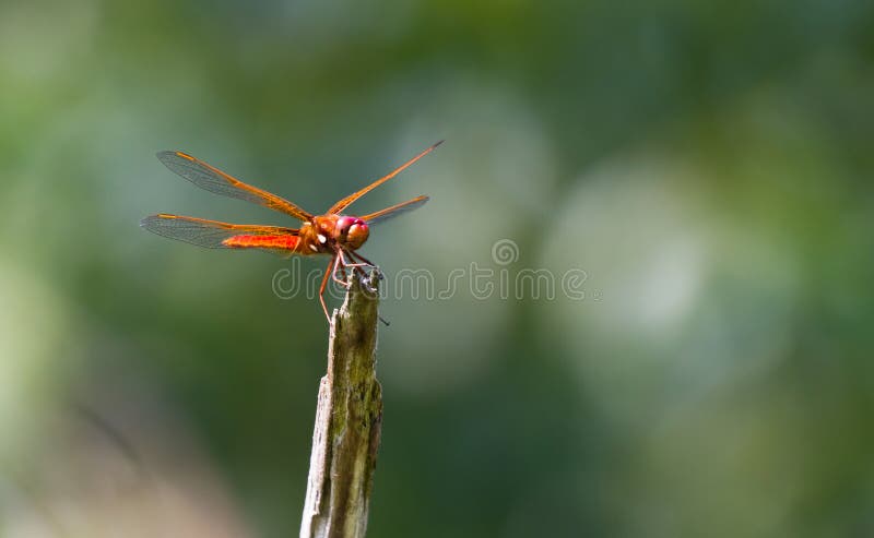 Red-veined Darter Dragonfly Stock Photo - Image of sympetrum, dragonfly ...