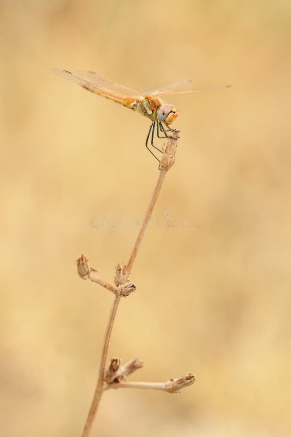 Red-veined Darter Dragonfly Stock Photo - Image of sympetrum, dragonfly ...