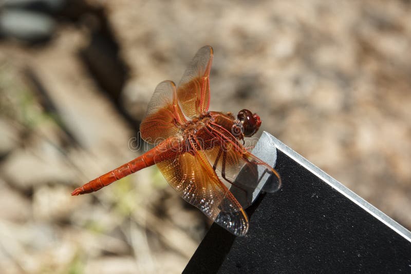 Red-veined Darter Dragonfly Stock Image - Image of darter, background ...