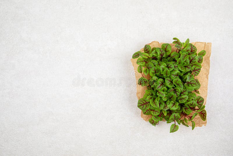 Red Veined Microgreen Sorrel Leaves Stock Photo - Image of plant ...