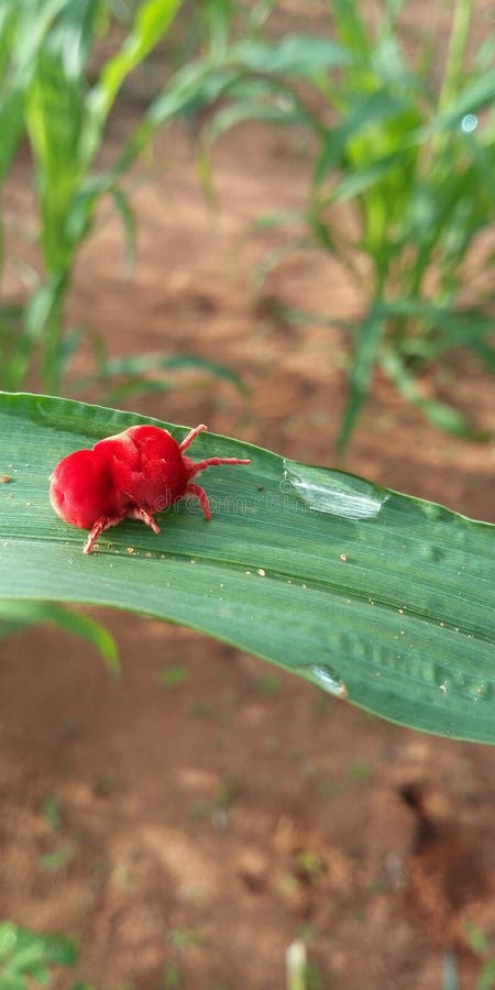 Red Velvet Bug on the Millet Leaf Stock Image - Image of sitting ...