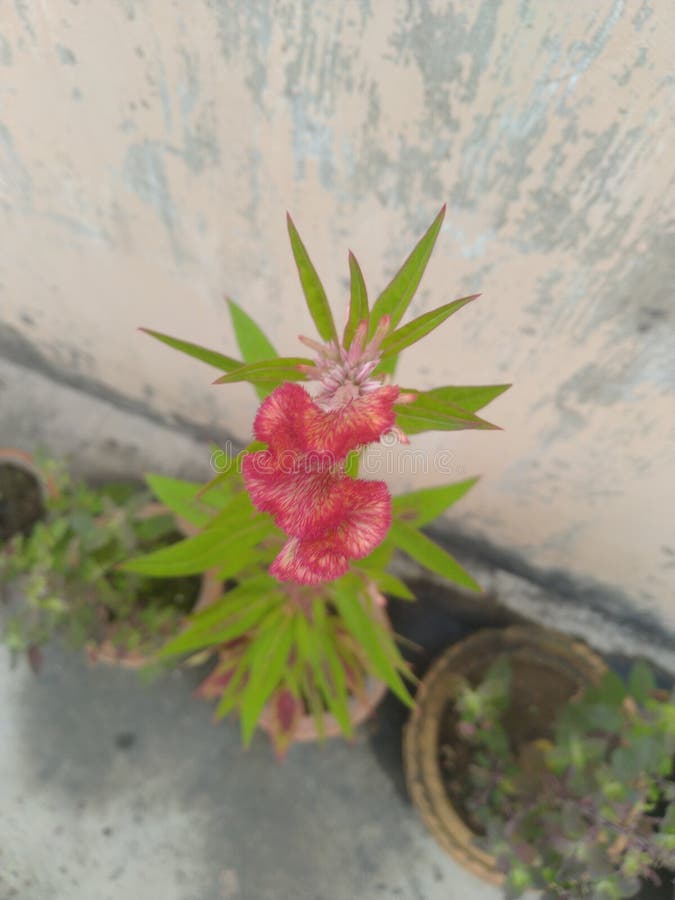 Red velvet flower stock image. Image of petal, green - 197913447
