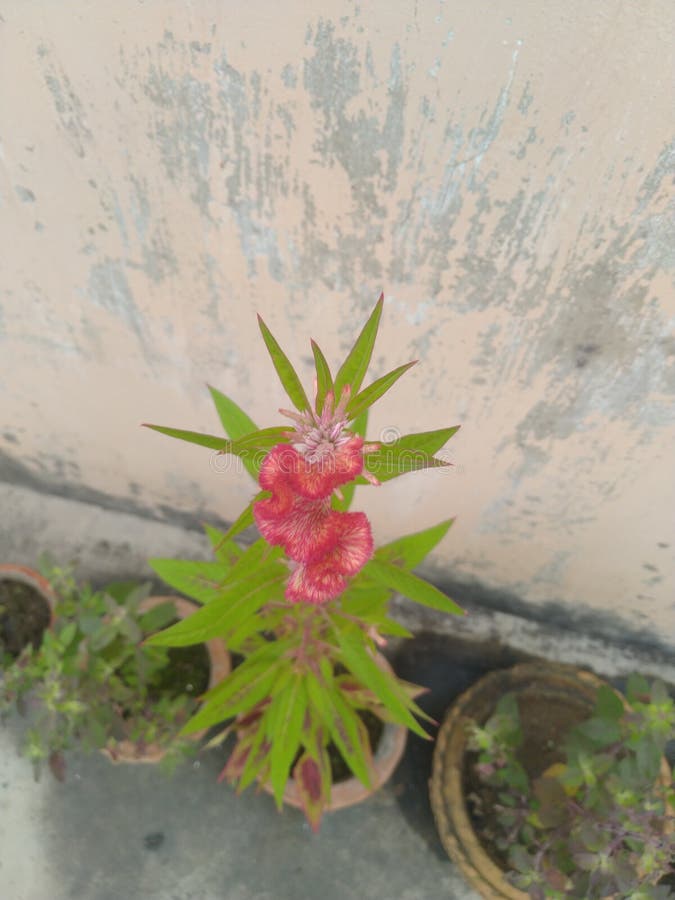 Red velvet flower stock photo. Image of branch, petal - 197913454