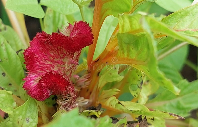 Red Velvet Flower Start Opening Its Petals Stock Image - Image of plant ...