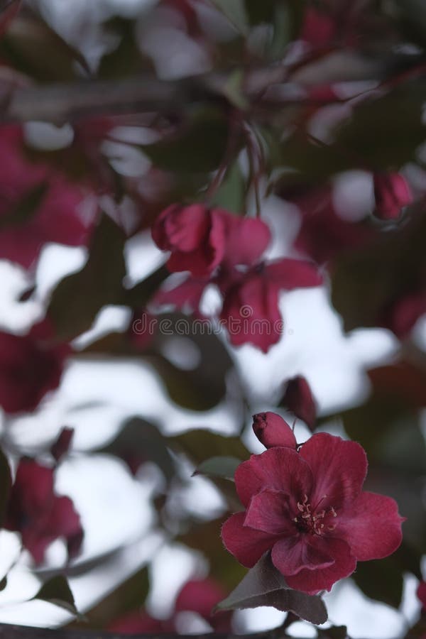 Red Velvet Flowers of an Apple Tree Stock Photo - Image of life, stem ...