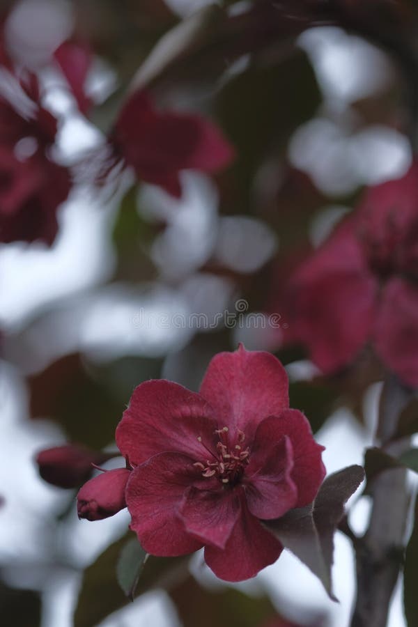 Red Velvet Flowers of an Apple Tree Stock Photo - Image of head, petal ...